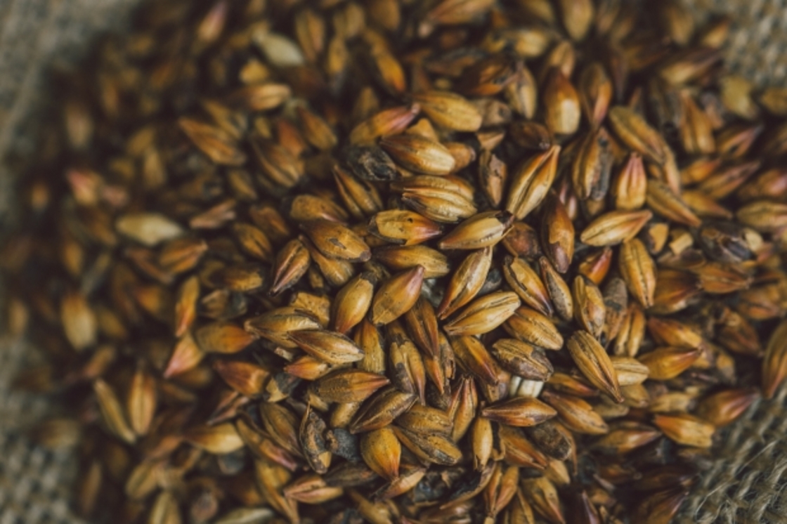 Malt: The Backbone Of Beer - Blog Article - Read Now
